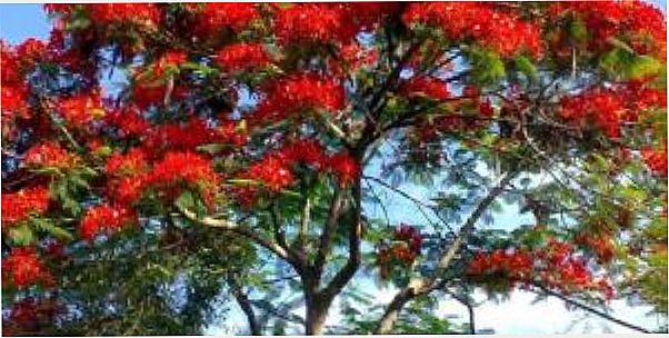 General Salgado, São Paulo | Brasil