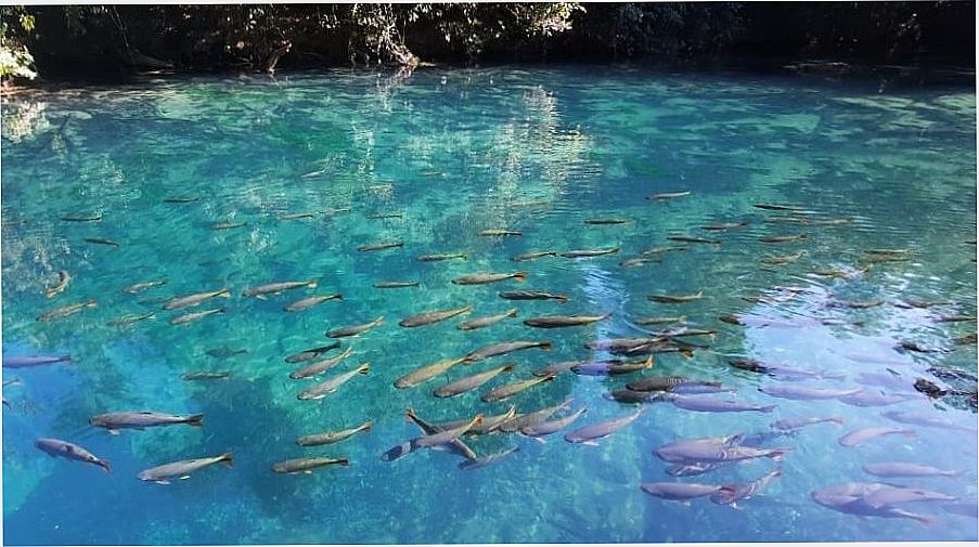Recanto Ecológico Rio da Prata - Jardim | Férias