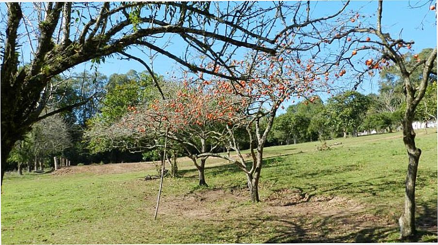 Turismo Rural Sitio Panamar Telefone - Monte Bonito | Férias